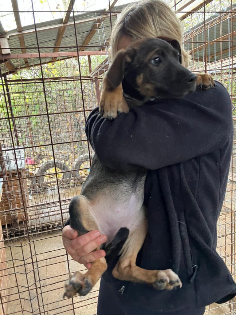 Lissy – ARI PAWS – DOGS IN NEED