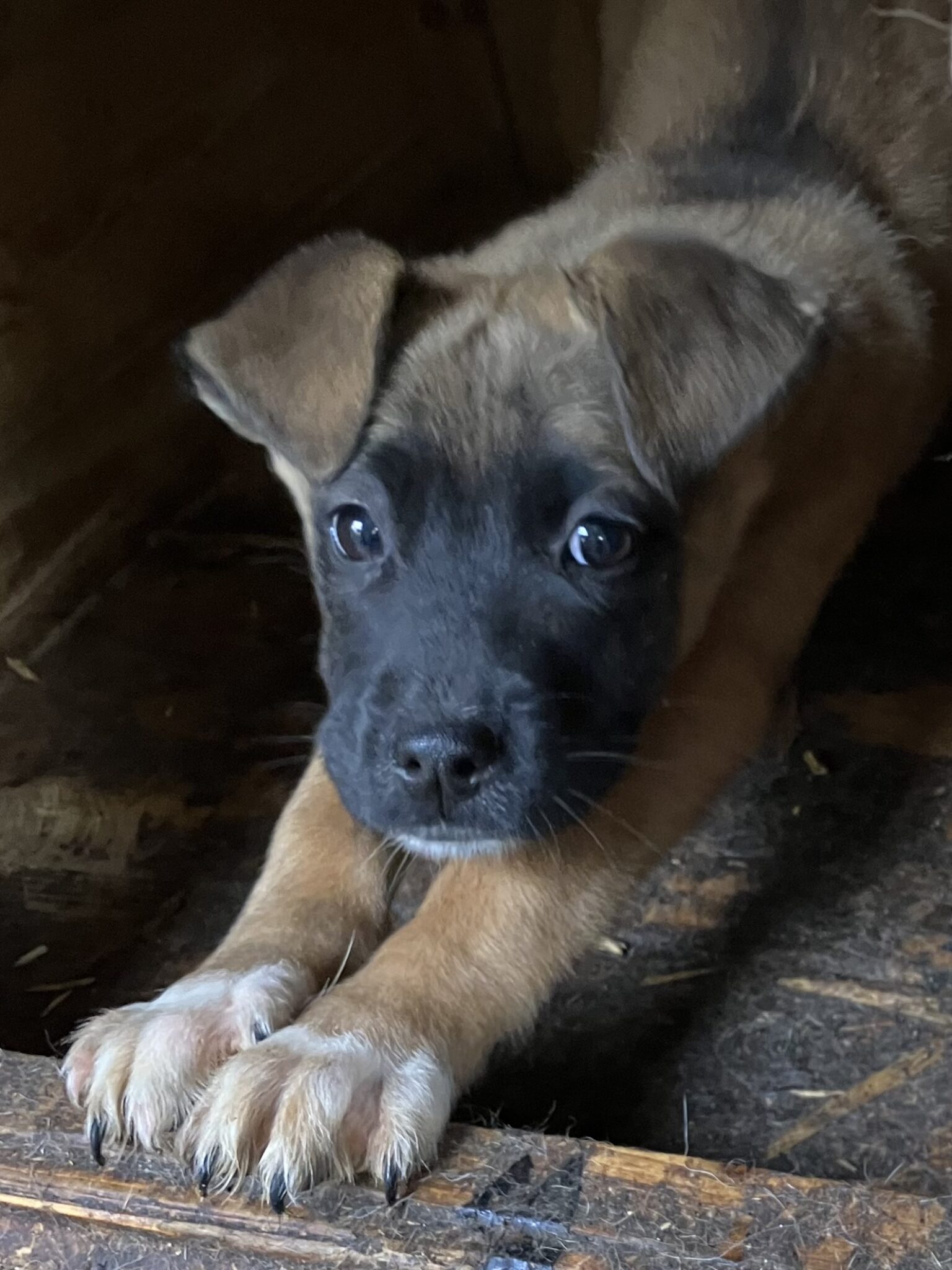 Lucy – ARI PAWS – DOGS IN NEED