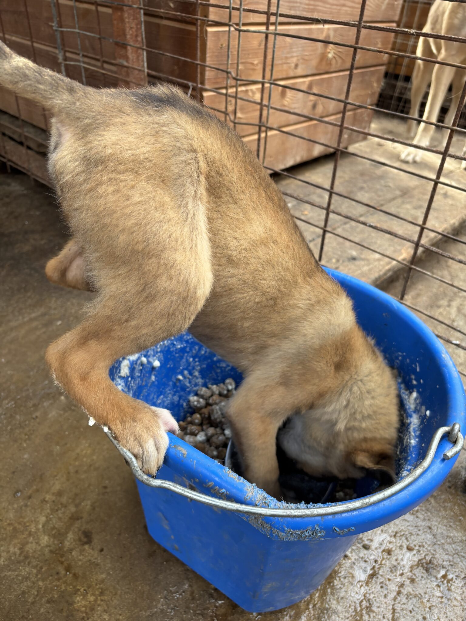Lucy – ARI PAWS – DOGS IN NEED