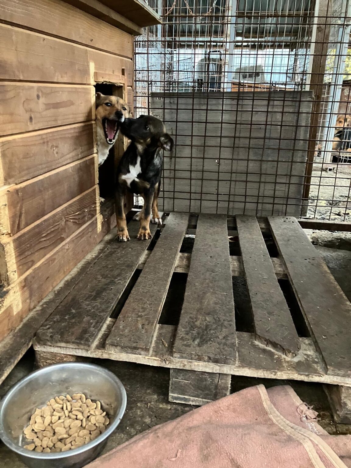 Lissy – ARI PAWS – DOGS IN NEED