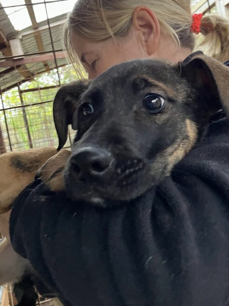 Lissy – ARI PAWS – DOGS IN NEED
