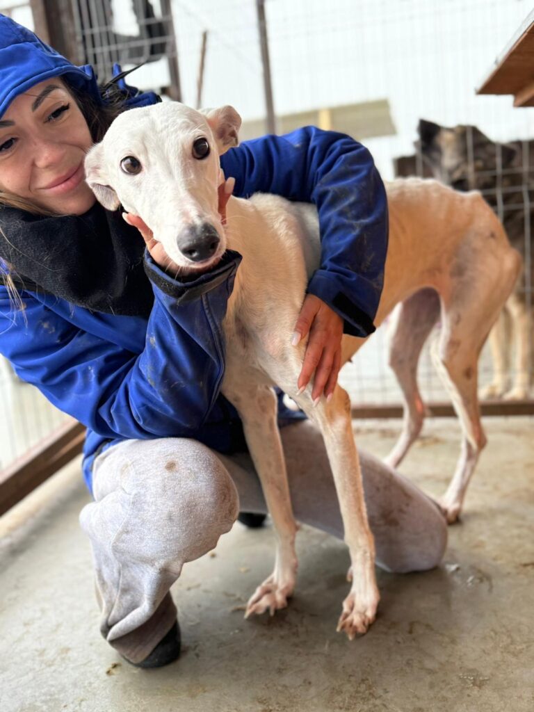 Luna – ARI PAWS – DOGS IN NEED